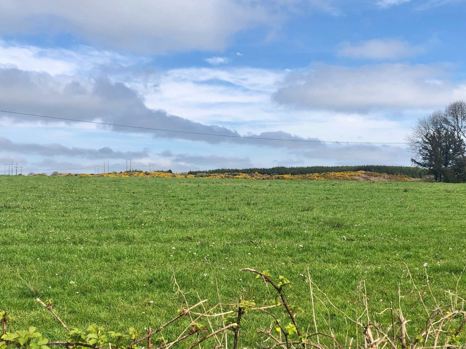 Lakeside ramble splendid isolation day 30 (15) – Institute of Study ...