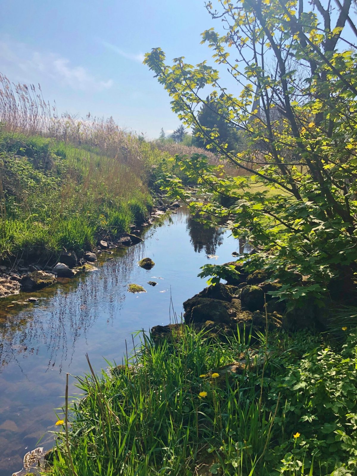 Small Bradog river splendid isolation day 39 (20) – Institute of Study ...