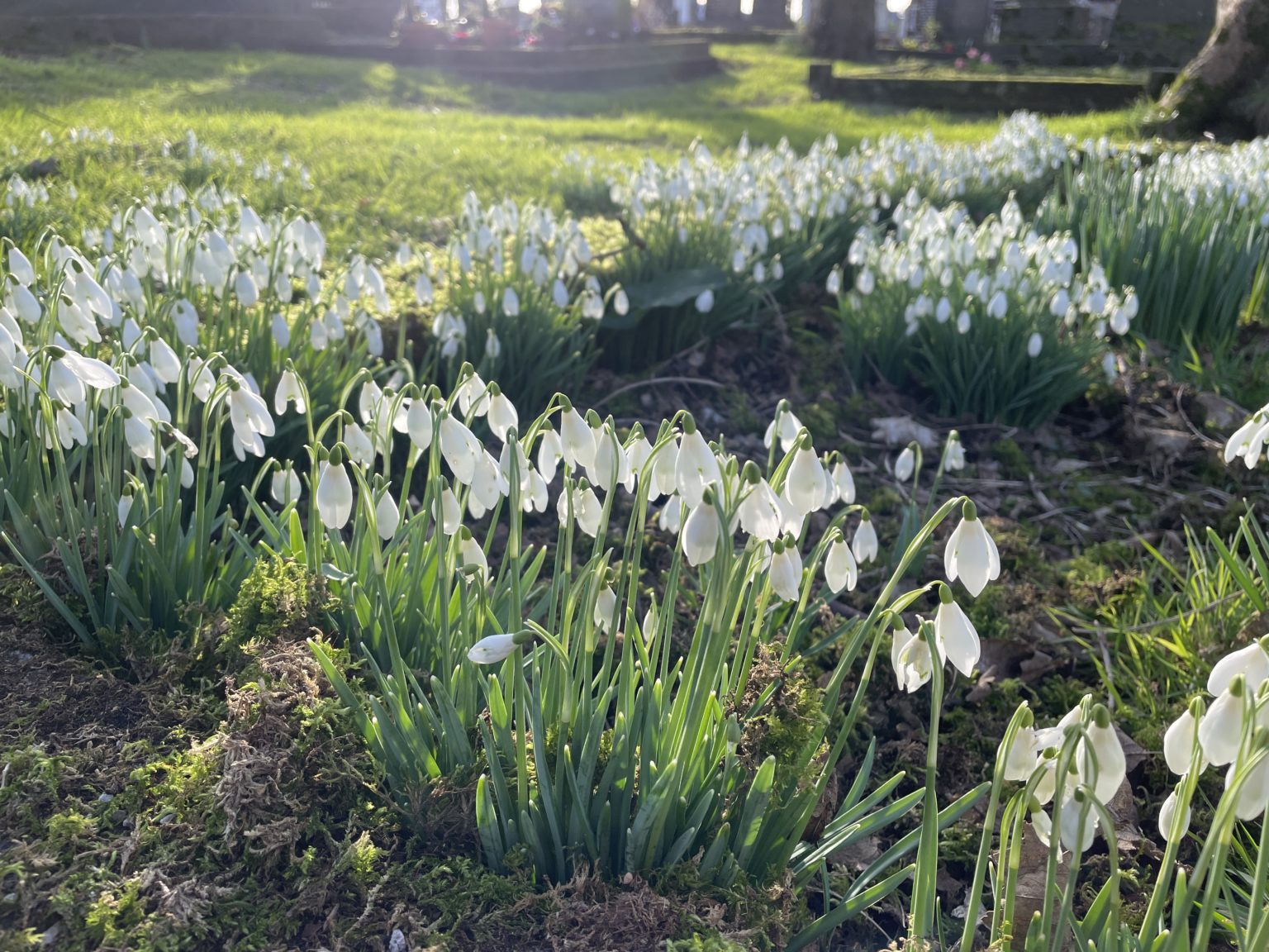 BEST IRISH POEMS, WITH COMMENTARY – Institute of Study Abroad Ireland